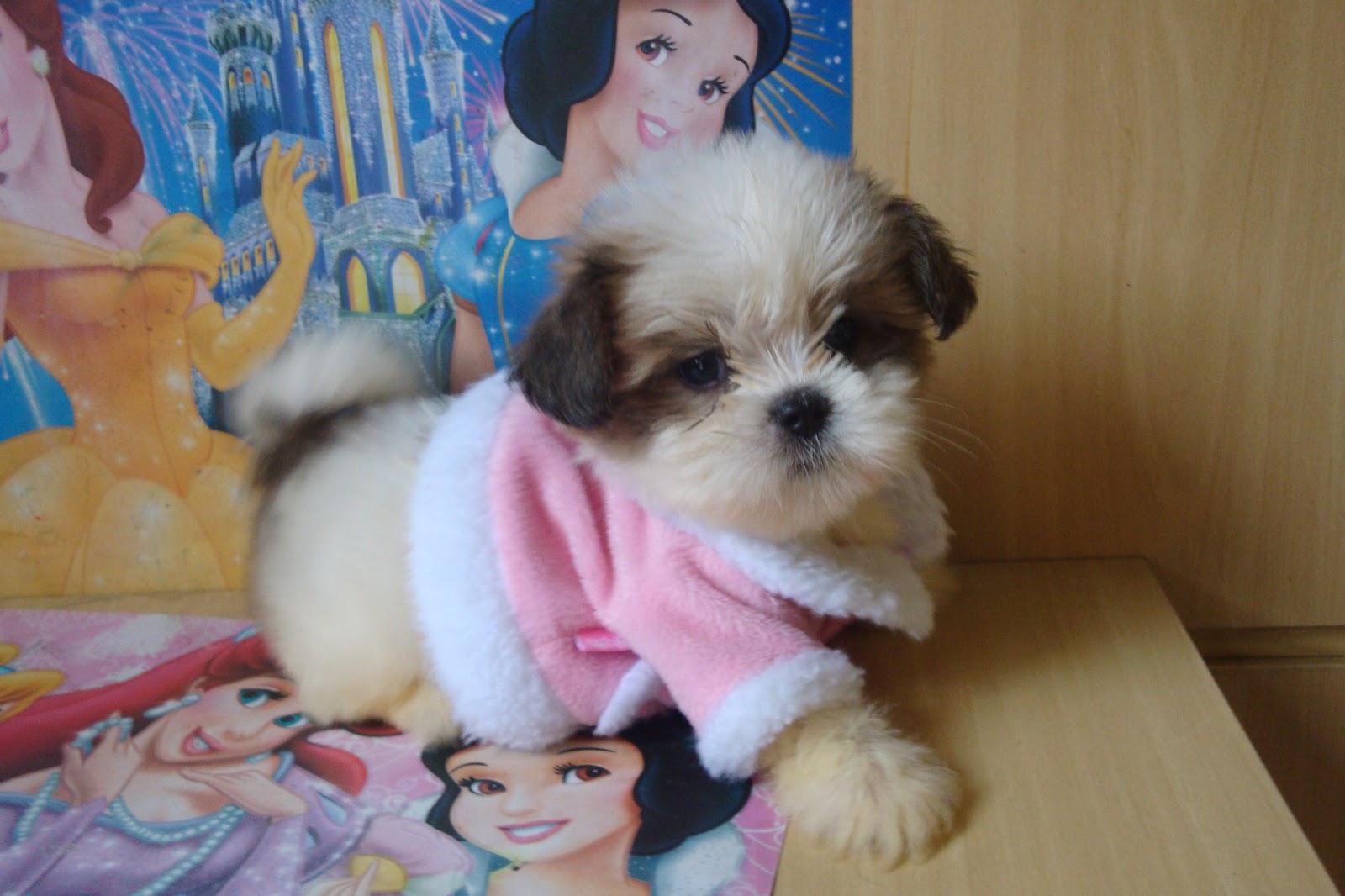 Cau e Giu Lindos Filhotes de BH: Lhasa Apso , Linda Fêmea Miniatura ...