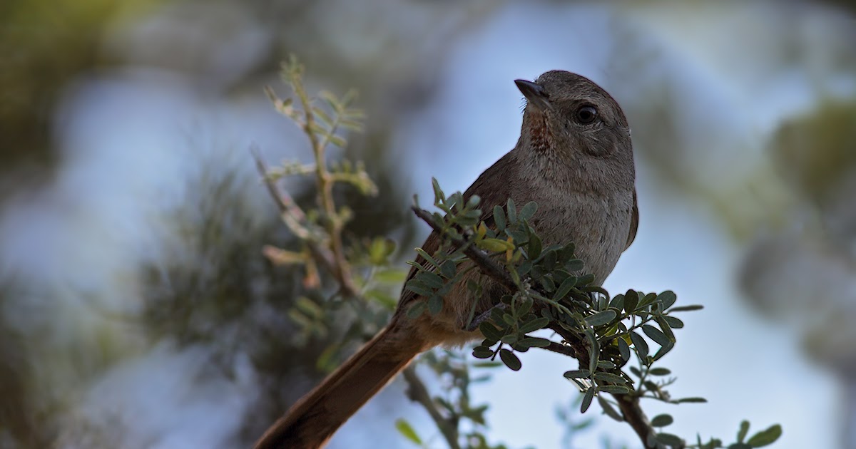 mis fotos de aves: Asthenes baeri Canastero Chaqueño Short-billed Canastero