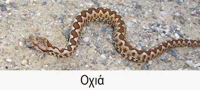 Τα φίδια στην Ελλάδα - perataria.gr | Το Blog του Δ. Ζ. Γουγουλιά
