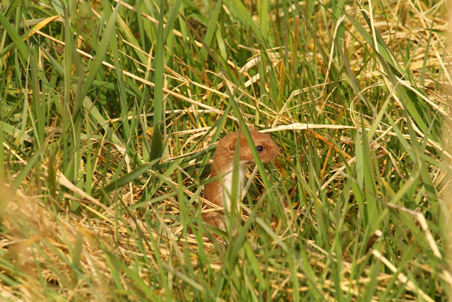 Tophill Low Nature Reserve: Weaseling out winter