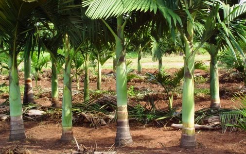 ALIMENTOS TROPICALES: PALMITO