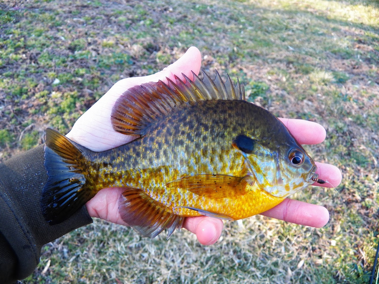 Connecticut Fly Angler: February Panfish: Sight Fishing and Midge Hatch