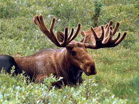 Moose | Animal Wildlife