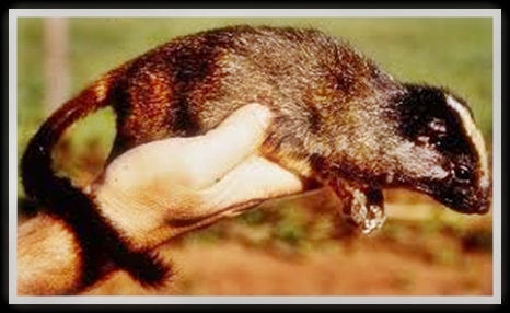 Beszamel i spółka bez ograniczeń: Kolczaki ( Echimyidae ), podrodzina ...