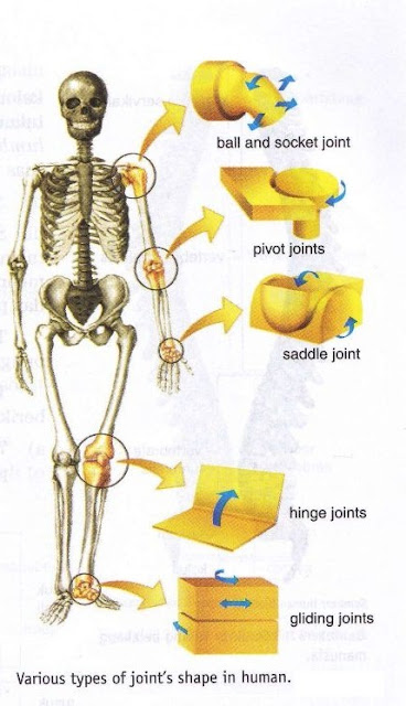 The Structure of Joint and Various Types of Joint’s Shape In Human ...