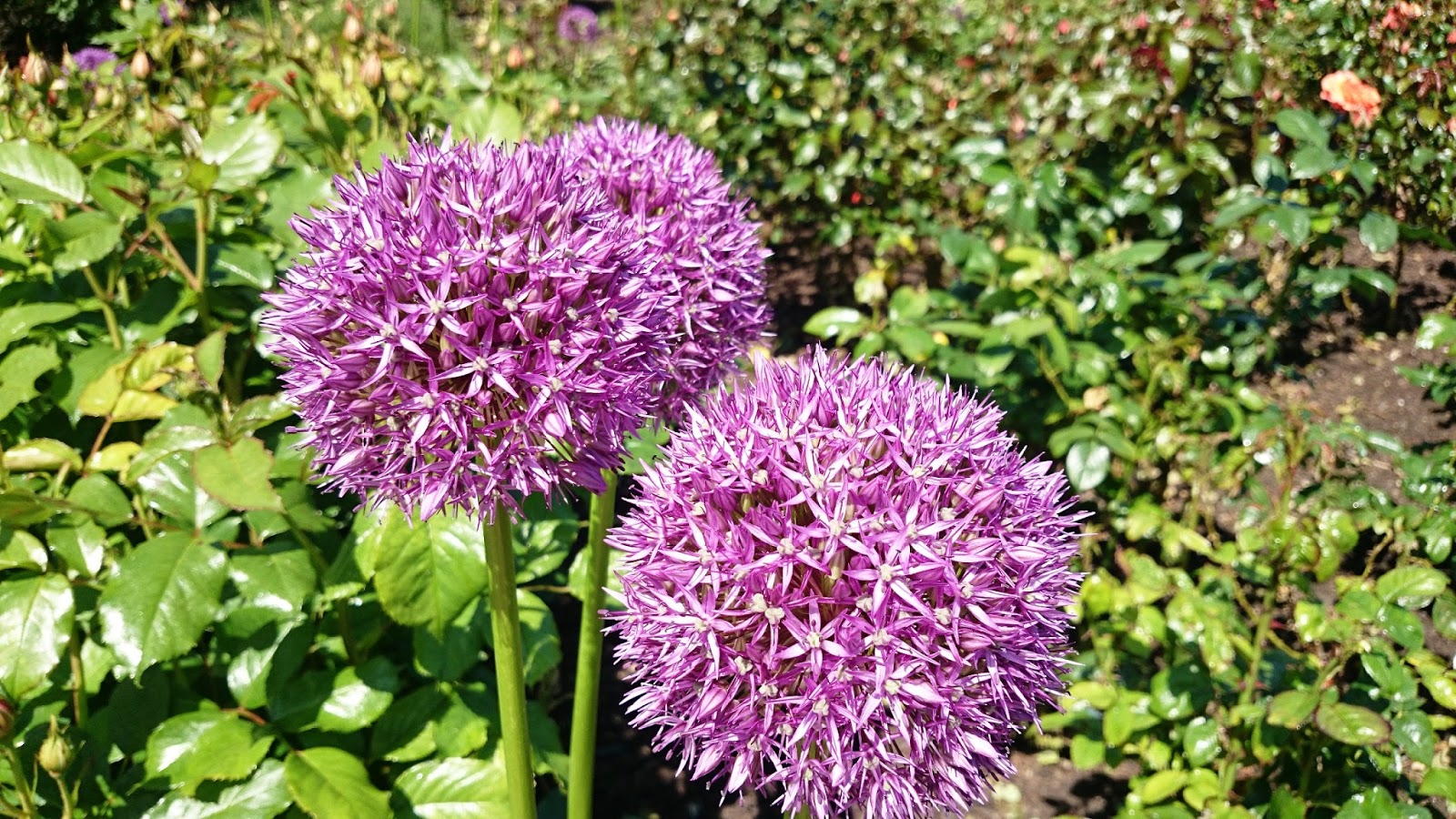 Voyages of Gabriel: Castlefield to Lymm