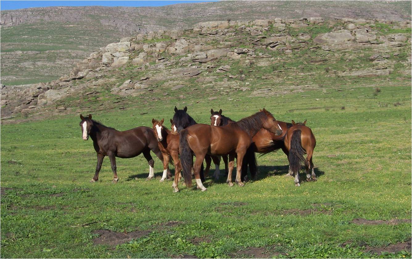 CABALLOS CIMARRONES ECOLOGÍA Y MANEJO EN ARGENTINA