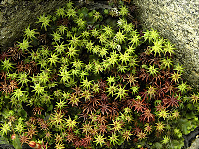 FOTO NATURA HUESCA 2: HEPÁTICA TALOSA Marchantia polymorpha Carl von ...