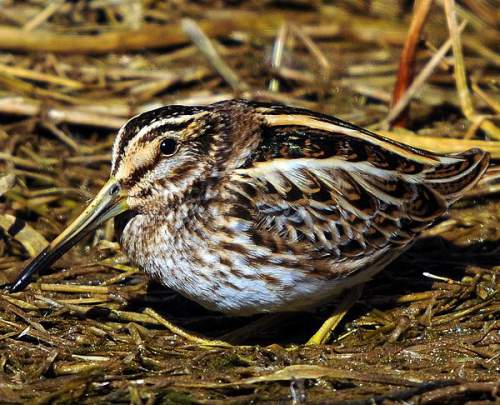 Jack snipe images | Birds of India | Bird World