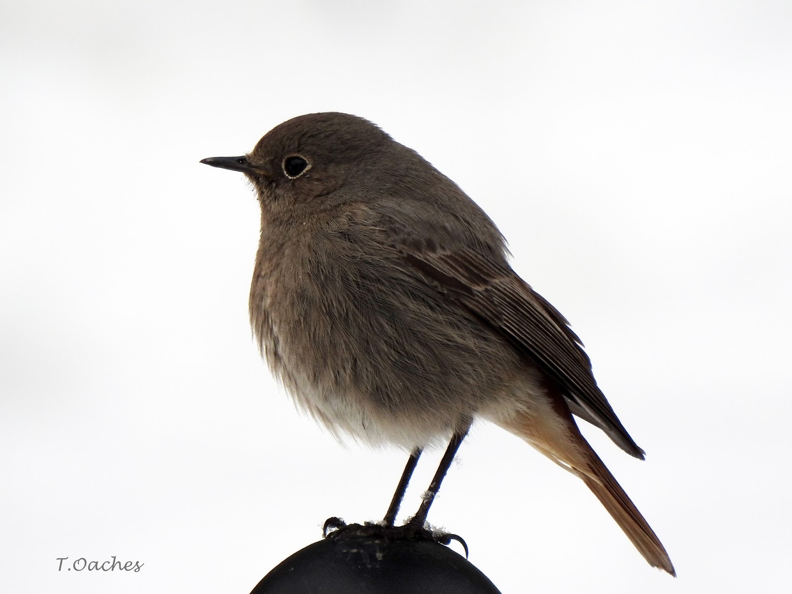 PASARI DIN ROMANIA: CODROS DE MUNTE (1), Phoenicurus ochruros