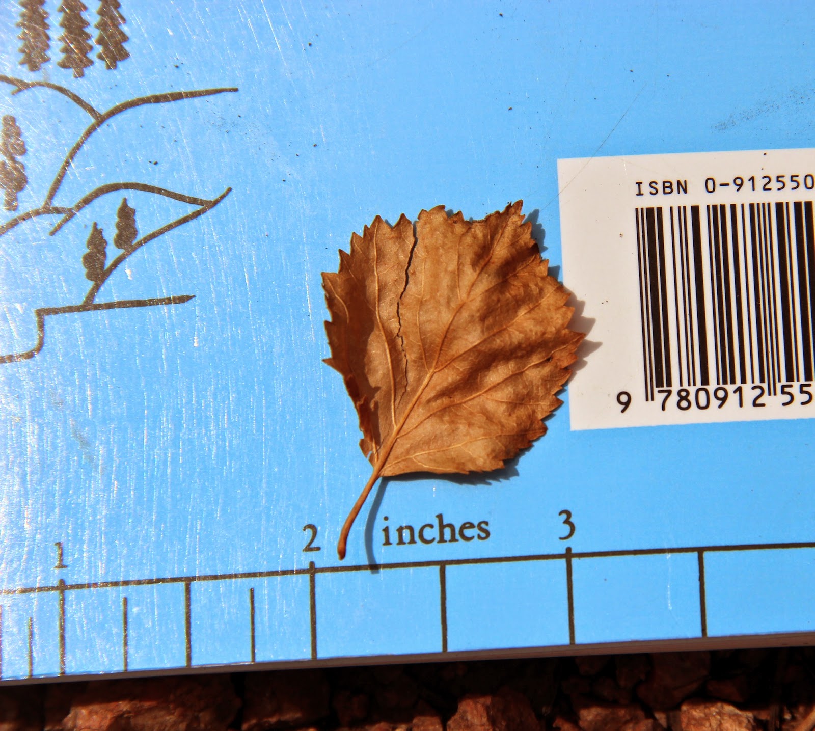 In the Company of Plants and Rocks: Are you an alder or a birch?