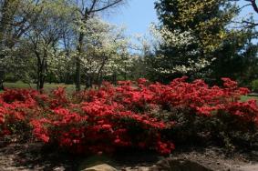 Explore Southern History: Muskogee Azalea Festival is officially underway!