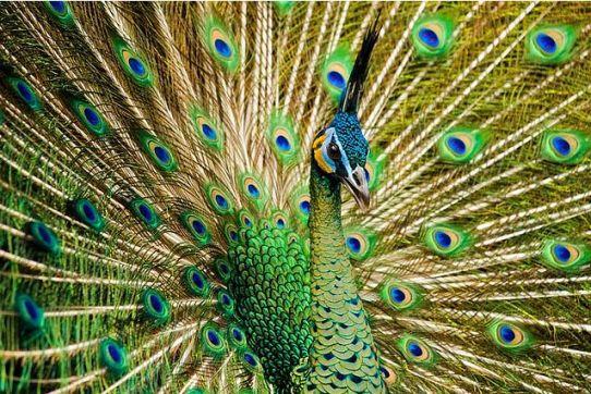 Burung Termewah, Merak Hijau (Pavo muticus) | Cuit-Cuit