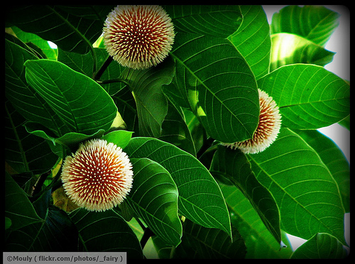 Flowers of Bangladesh: kodom