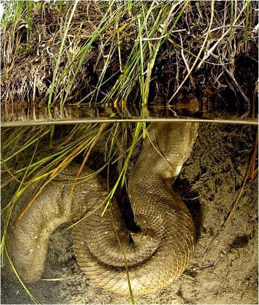 Photos of a giant anaconda snake underwater from photographer crazy ...
