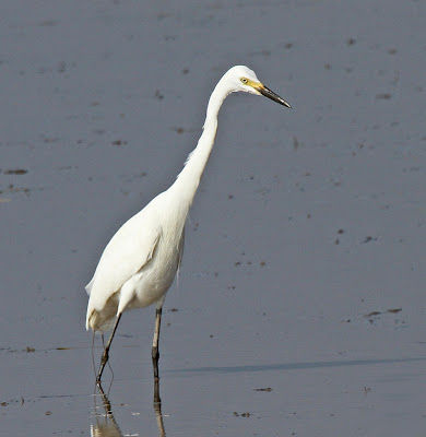 Dig deep: 9 and 17 April 2012: Teluk Air Tawar, mainland Penang
