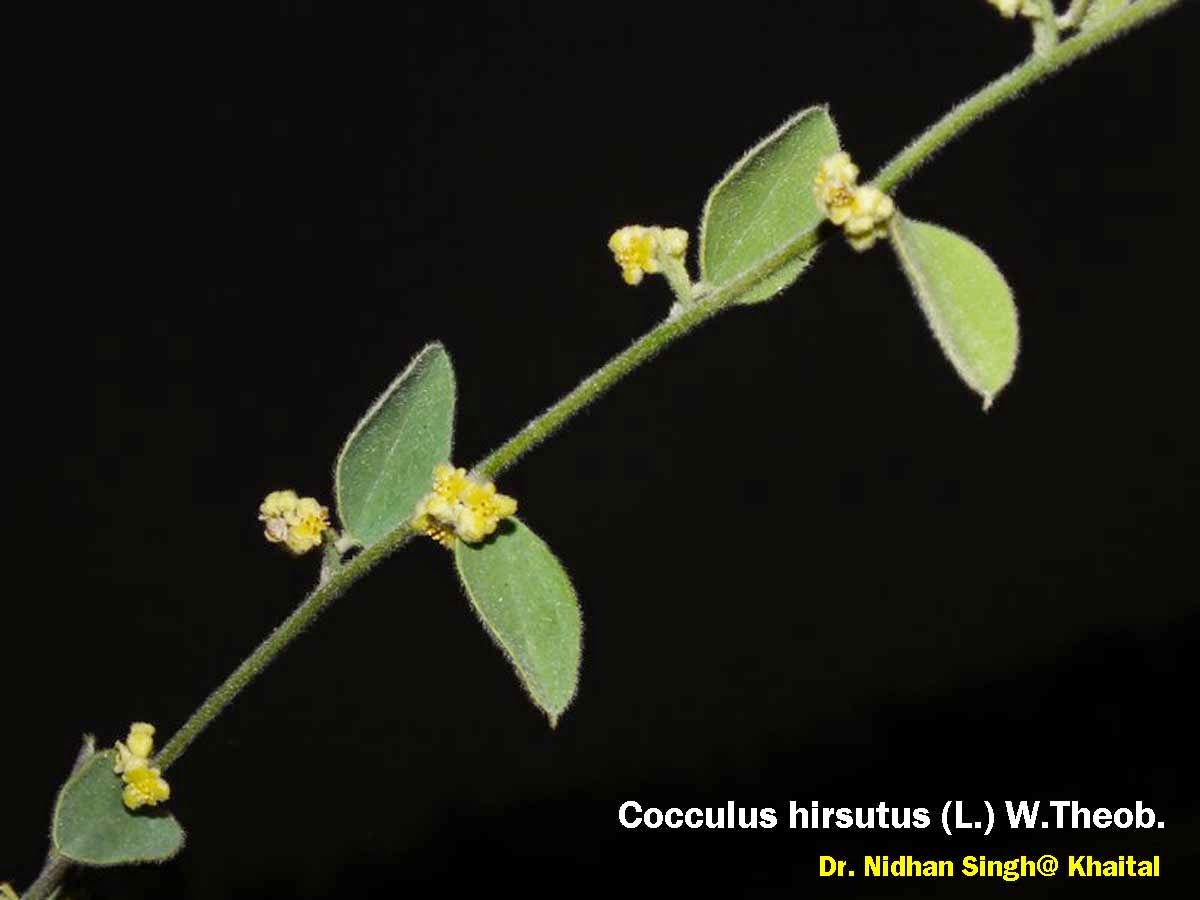 Medicinal Plants: Cocculus hirsutus