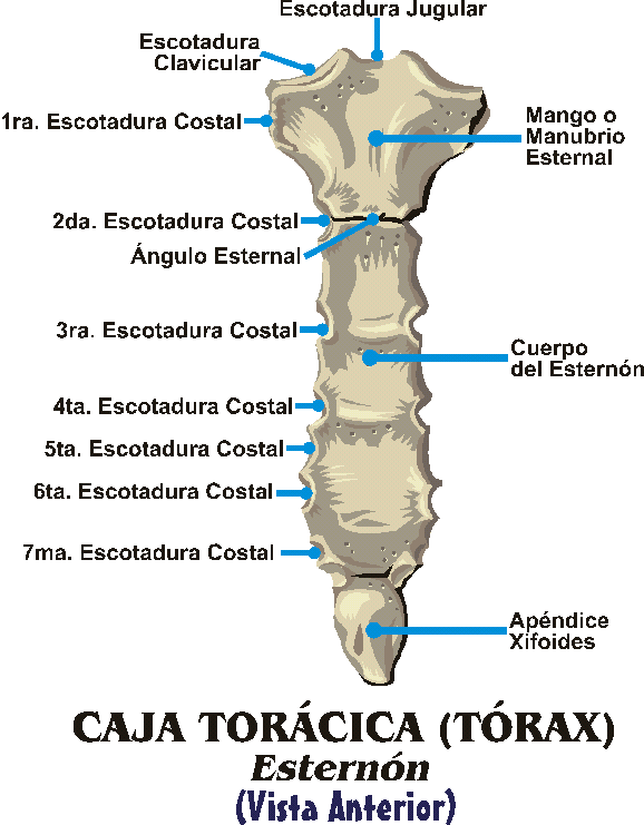 SISTEMA ÓSEO Y MUSCULAR: SISTEMA ÓSEO Y MUSCULAR