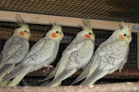 Facts About Cockatiels!