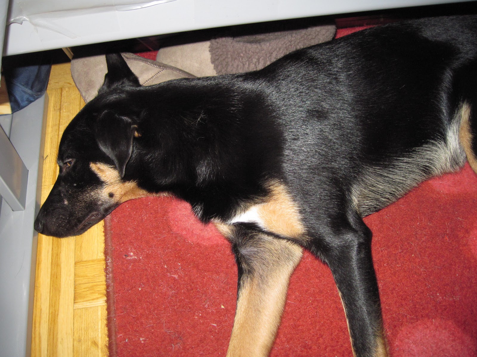 Tera - Australian stock dog / working kelpie: december 2012