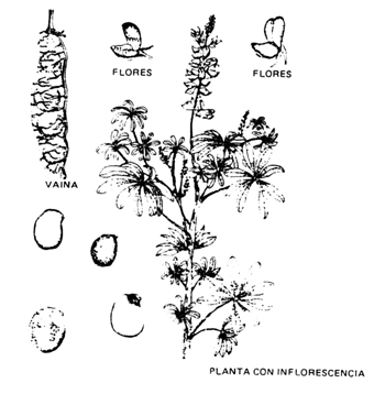 Tarwi Descripción botánica | Cultivos Andinos