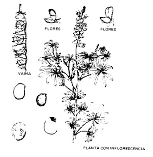 Tarwi Descripción botánica | Cultivos Andinos