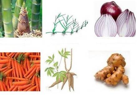 AMALI MINGGU 7 : PEMBIAKAN VEGETATIF (BEBAWANG) (27.10.18)