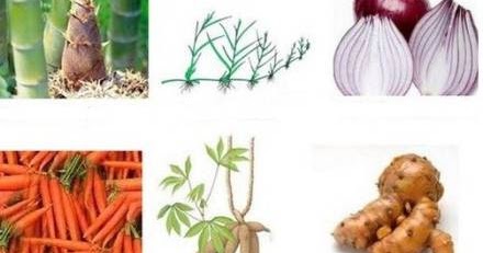 Cara Pembiakan Vegetatif Halia