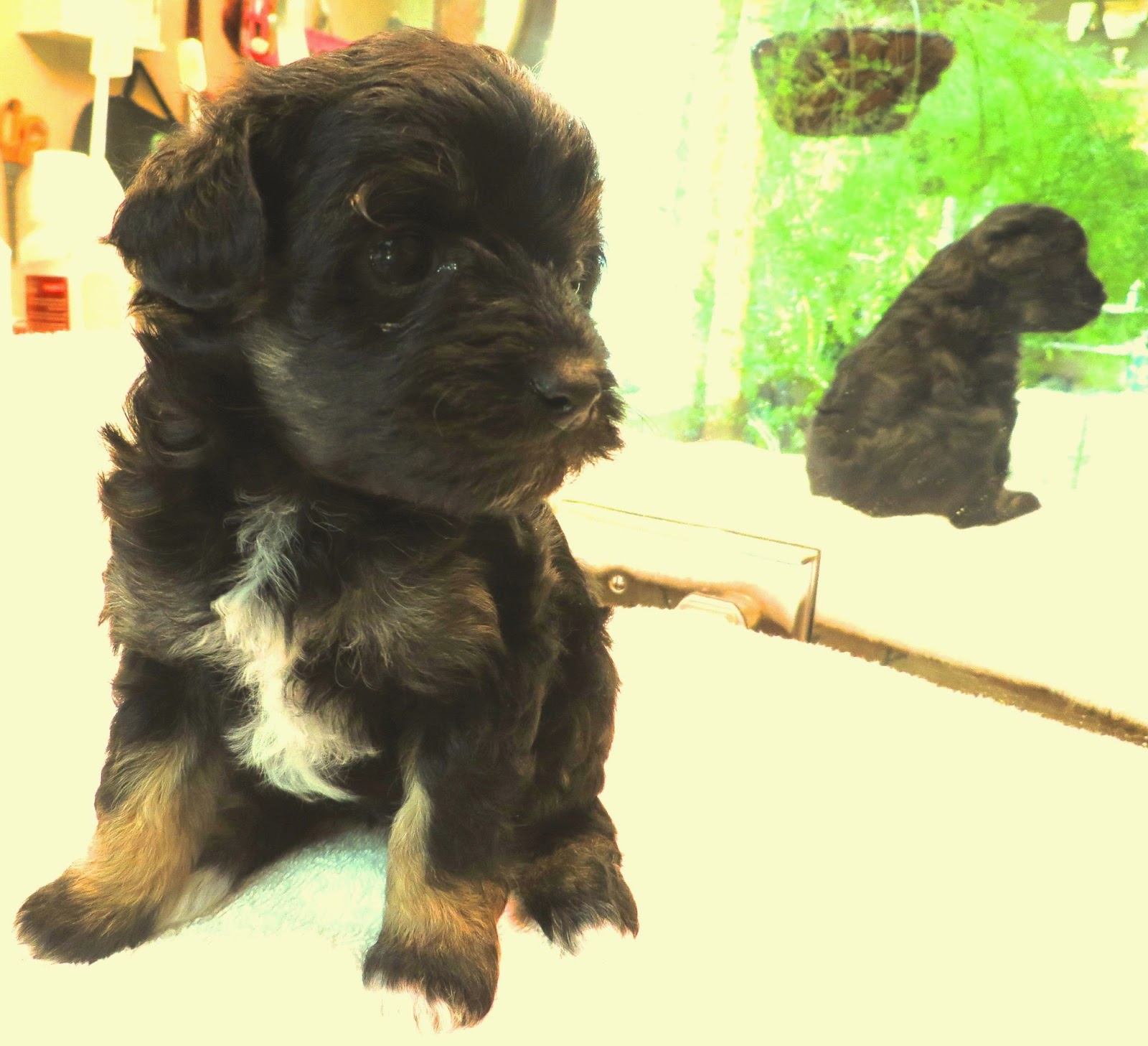 2 Morkie Poo's Pups for Sale, Private Owner: 2 Morkie Poo Puppies Ready ...