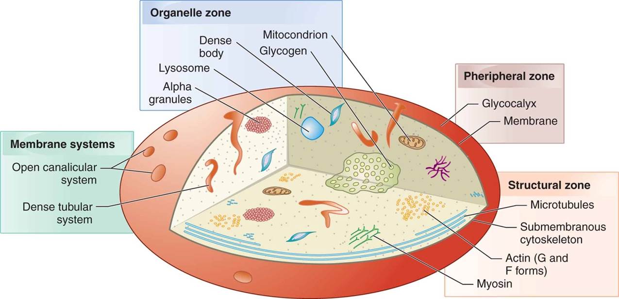 Pass The Class: Primary Hemostasis