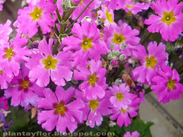 Plantas y flores: Flores de color Rosa