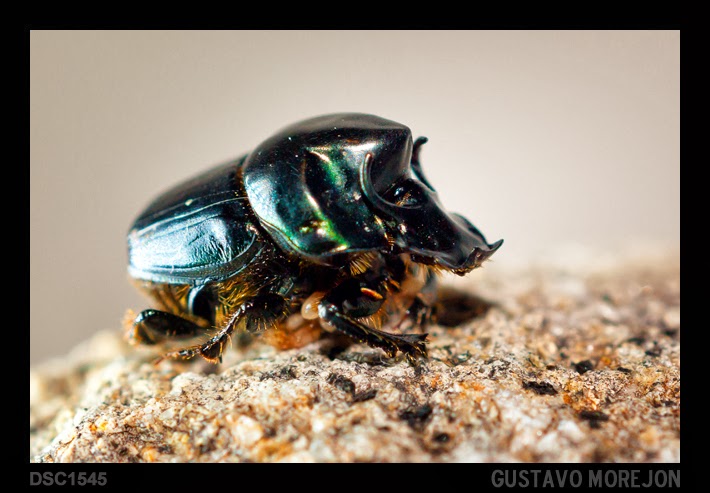 Coleoptera de Ecuador: Onthophagus curvicornis LATREILLE, 1811