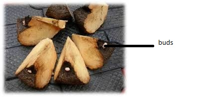 PO9 FARM PRACTICES: YAM CULTIVATION