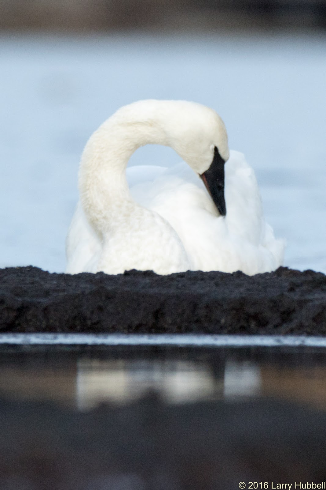 Union Bay Watch : The World's Largest Swans