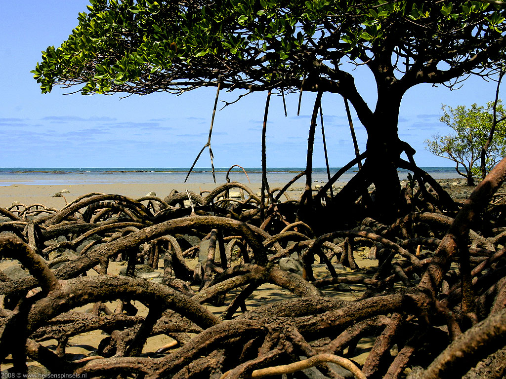 JollyHops: Mangrove Trees