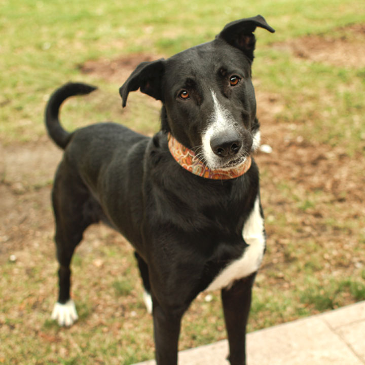 Kiki - Labrador Retriever mix