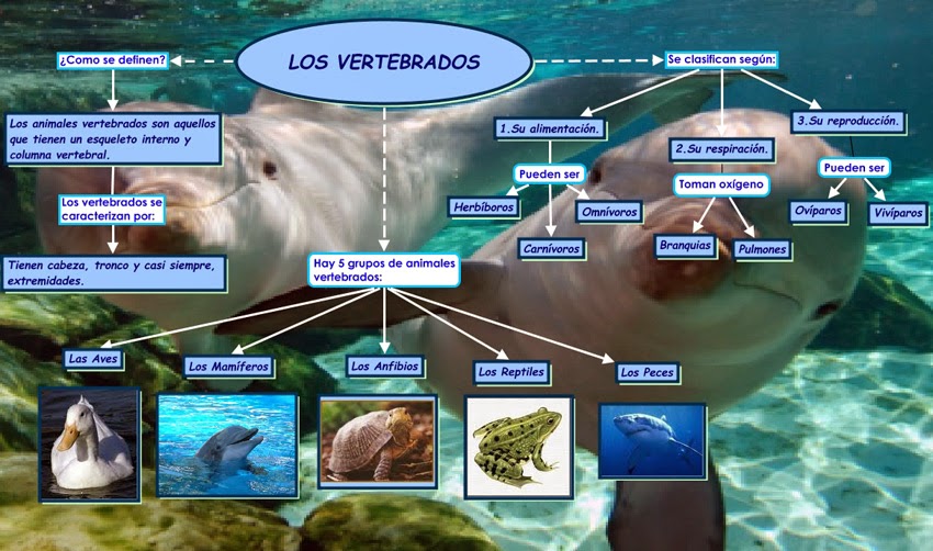 Aprende con Animalia: Clasificación de animales vertebrados