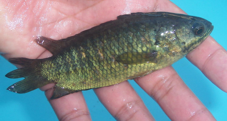 Ikan Air Tawar: Ikan Betok (Anabas testudineus)