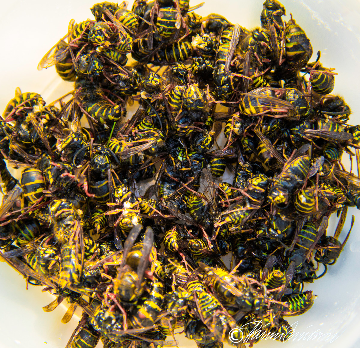 Höfuð Kvisthyltinga: Spennufíklarnir, sonabörnin (2)