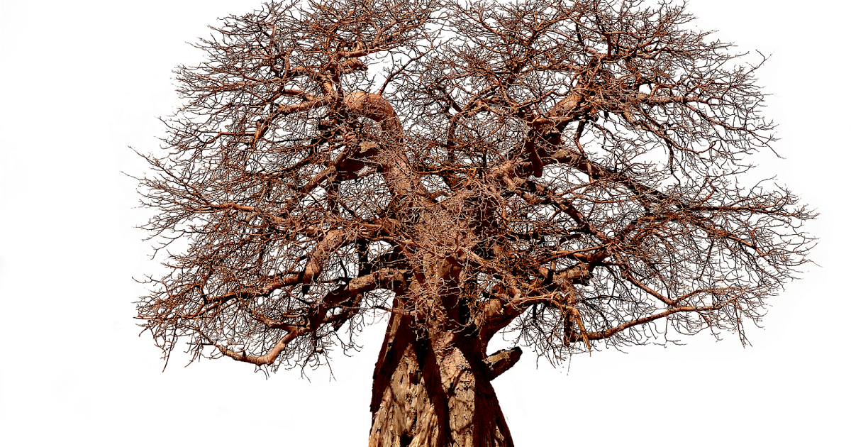 Pensar em Angola: Imbondeiro - A Árvore Sagrada