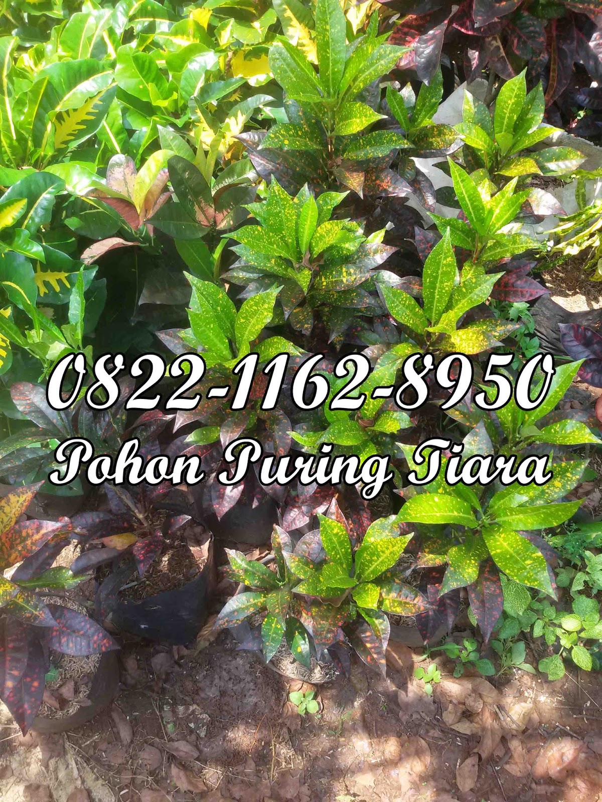 JUAL ANEKA POHON PURING | POHON PURING HIAS | TANAMAN PERDU | TANAMAN ...