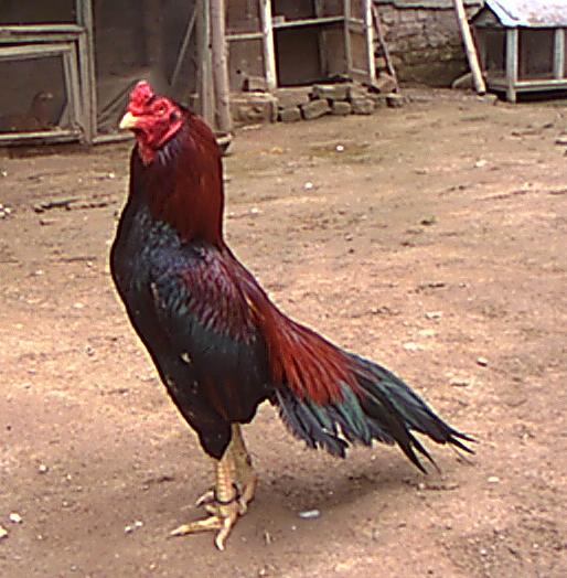 KING GHAZI: PAKISTANI ASEEL