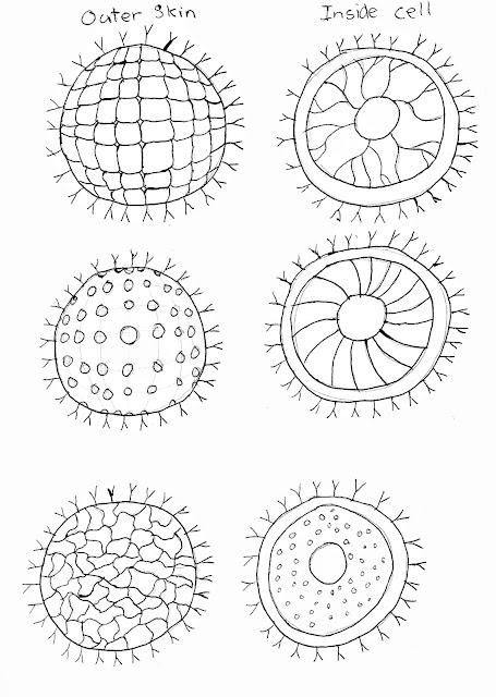 Katy J Negus. BA Hons. CG Arts & Animation: B Cell Designs