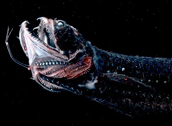 Deep Sea Dragonfish - Fishes World - HD Images & Free Photos