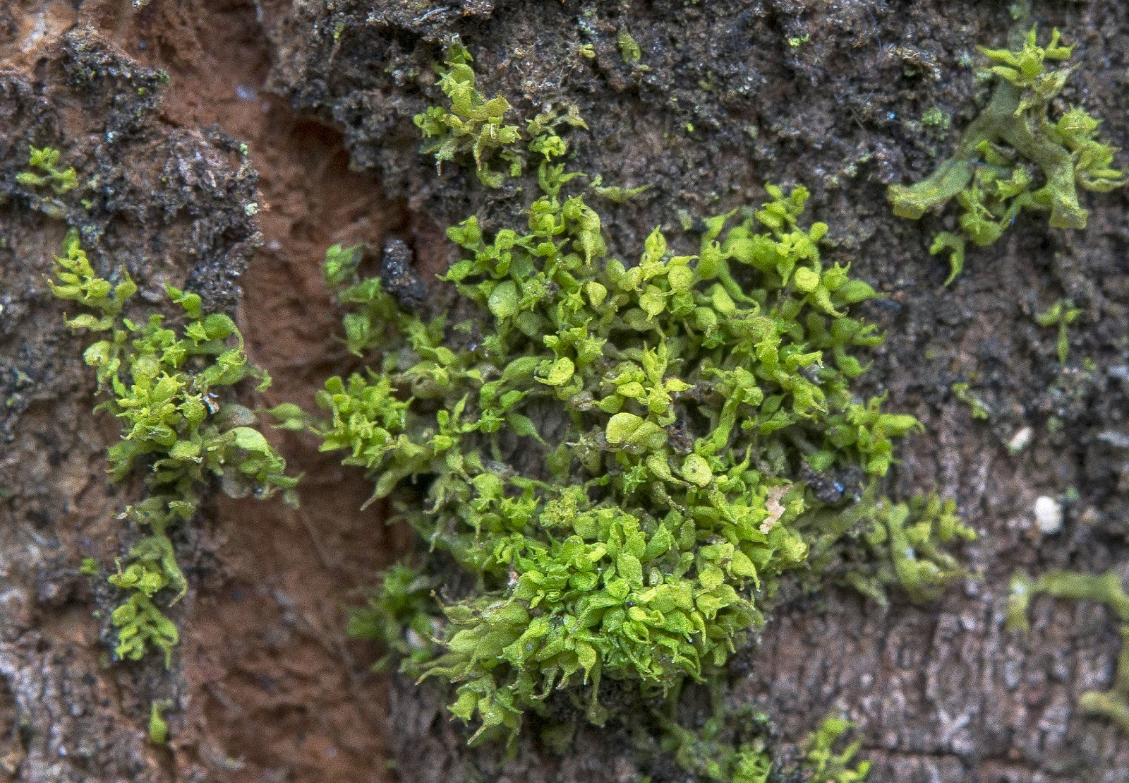 South Wales Bryophytes: November 2014