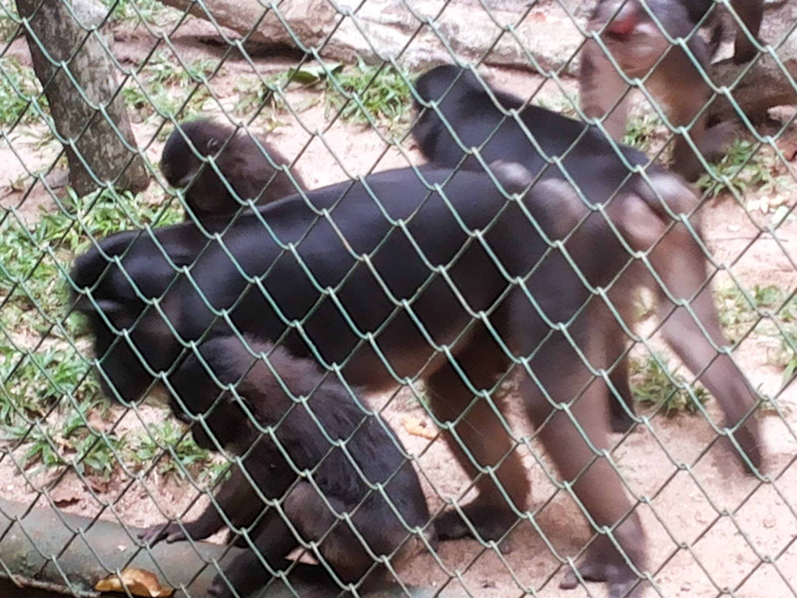 Praktikum Lapangan Biologi'13 FMIPA UNIVERSITAS LAMPUNG: Morfologi ...