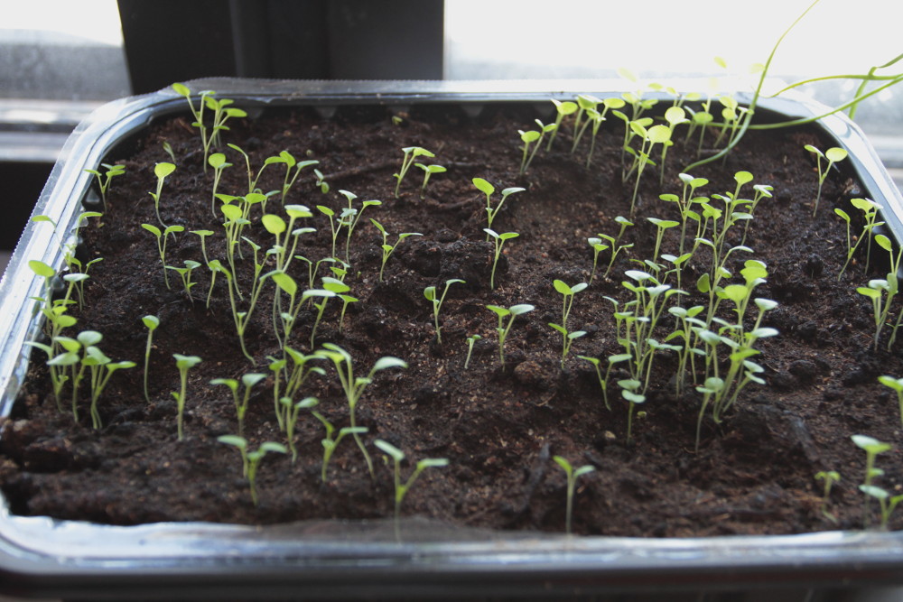 Unelmana remontti: Kasveja kasveja kasveja...