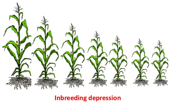 Plant Life: Nonrandom Mating