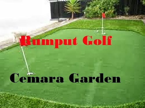 PETANI RUMPUT GAJAH MINI: RUMPUT GOLF