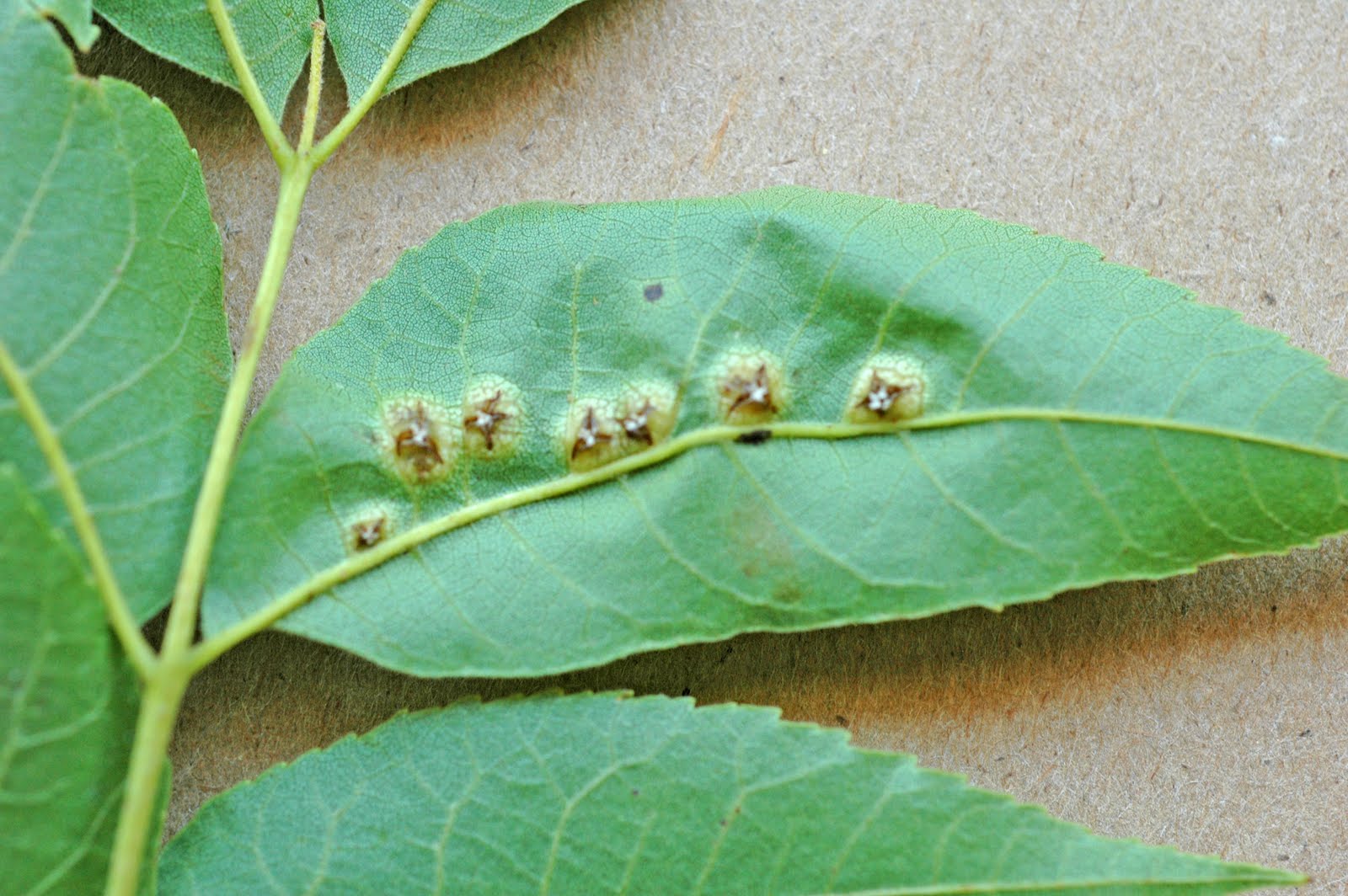 Northern Pecans: Pecan leaf phylloxera